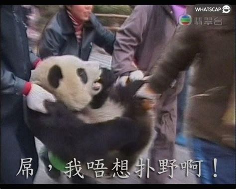屌我唔想扑野啊 Whatscap