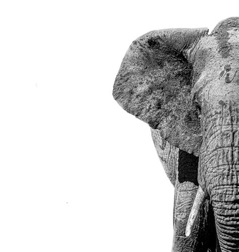 Learn How To Host Your Own Mastodon Instance On AWS ReleaseHub