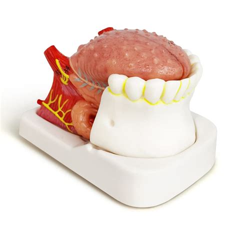 Buy Evotech Human Tongue Anatomy Model 4 Part Life Size Numbered Human Tongue Model Wmandible