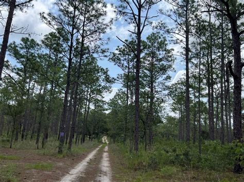 Richloam Wildlife Management Area Se Quarter Infinity Loop Florida