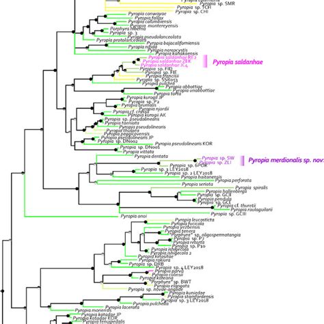 phylogram based on the cox1 barcoding region nodal support depicted as