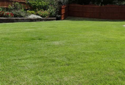 Southern Grass Varieties With Pictures Insightweeds
