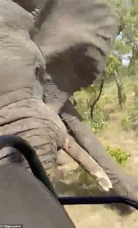 Horrifying Moment American Tourist Dies When A Five Ton Bull Elephant