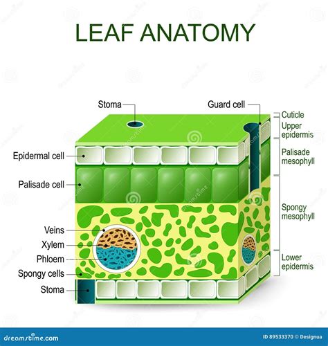 Leaf Structure Diagram