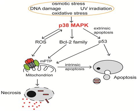 Schematic Representation Of The Role Of P38 Mitogen Activated Protein