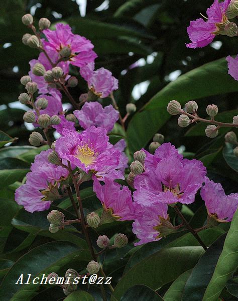 大花紫薇 Lagerstroemia Speciosa Nature Library