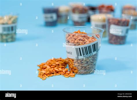 Genetic Engineering Ge Introduction Of Specific Genes Into Crops To Confer Beneficial Traits