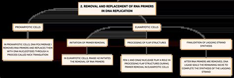The Function And Importance Of Rna Primers In Dna Replication Algor Cards