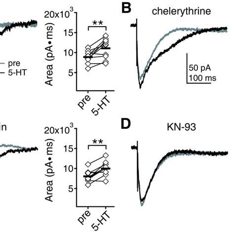 Effects Of 5 Ht On Ampar Gabaar And Nmdar Mediated Currents In Download Scientific Diagram