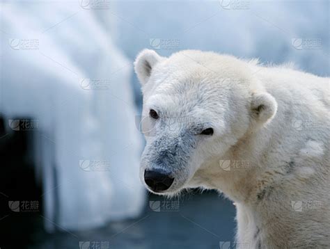 可爱的北极熊