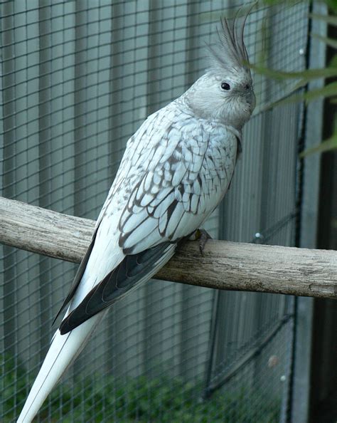 Sexing Cockatiels Brisbane Cockatiels