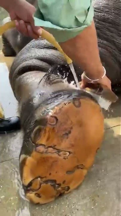 تنضيف رجل الفيل Youtube