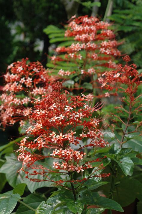 紅塔花 台灣景觀植物介紹