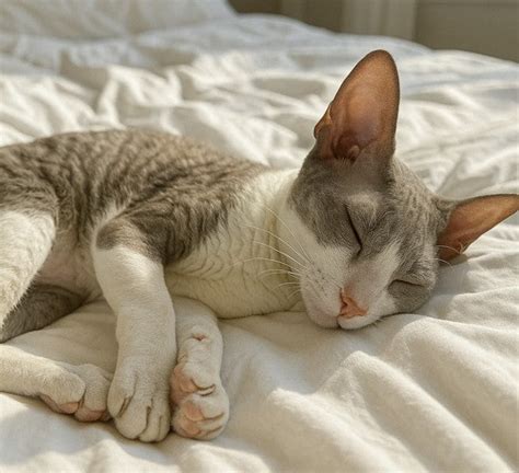 Cornish Rex Facts Care Lifespan And Personality Traits