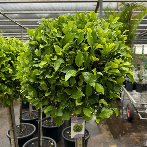 Ficus Microcarpa Hillii Standard Fig Tree With Elegant Foliage
