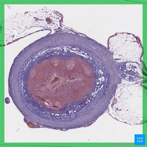 Lower Digestive Tract Histology Kenhub