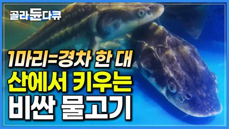 ‘몸값 무려 1500만 원 한 마리 팔면 경차 한 대 살 수 있다는 비싼 물고기｜해발 700m 산속에 자리 잡은 지리산 철갑