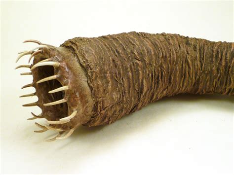 Propnomicon Mongolian Death Worm Gaff