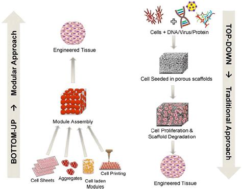 bottom up vs top down approaches in tissue engineering the download scientific diagram