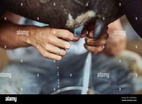 The Very Beginning Of Cheese Making An Unrecognizable Male Farmer