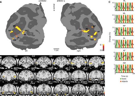 Patches With Links A Unified System For Processing Faces In The Macaque Temporal Lobe Science
