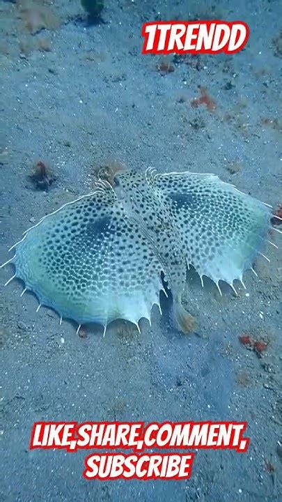 Dragonfish Sea Creature Youtube