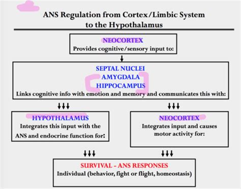 Week 7 Ans Pathways Flashcards Quizlet