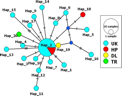 Minimum Spanning Network For Collected Samples Of T Vaporariorum Using