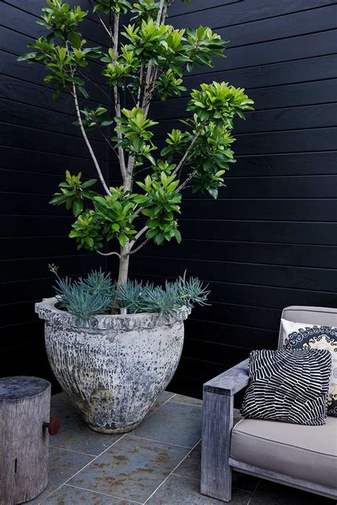 STYLE TIP Tree Potting Adam Robinson Design Potted Trees Patio English Garden Style