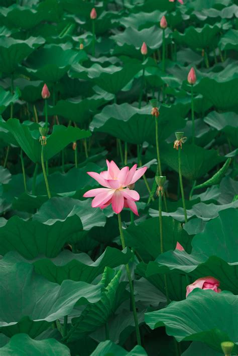 Courses Jack Kornfield