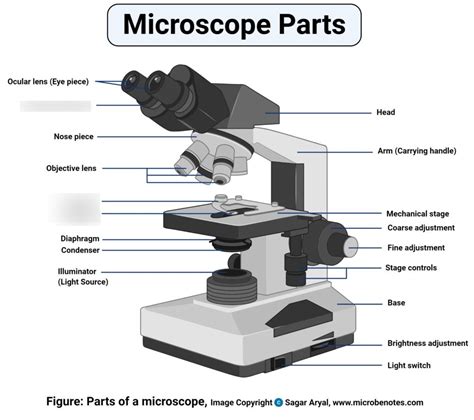 Microscope Diagram Quizlet