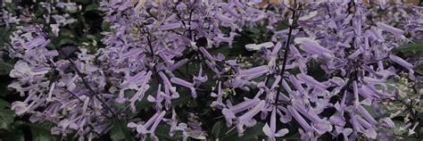 Eckards Gardening Plants Gardening Tips