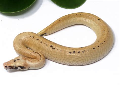 007 Blood Python Male Dynasty Reptiles