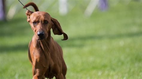 Redbone Coonhound Furlyfe