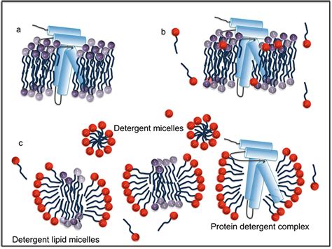 How Does Dishwashing Detergent Break Down Cell Membranes At Mikayla