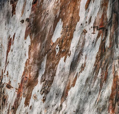 Premium Photo Sycamore Tree Bark Closeup View Background And Texture