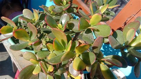 Crassulla Ovata Plant Repotting Crassulla Plant Easy Way Lucky Plant