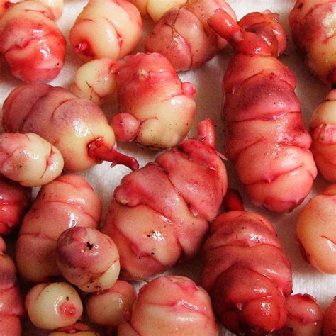 Oca 1 Plant