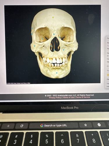 Anatomy Lab Quiz 4 Flashcards Quizlet