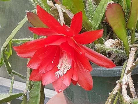 All About Christmas Cactus Greenland Garden Centre