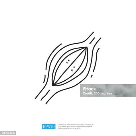 씨앗이나 잎을 닮은 길쭉한 모양을 묘사하는 간단한 선 그리기로 생물학적 또는 식물학적 개념을 나타낼 수 있습니다 개념에 대한 스톡 벡터 아트 및 기타 이미지 Istock