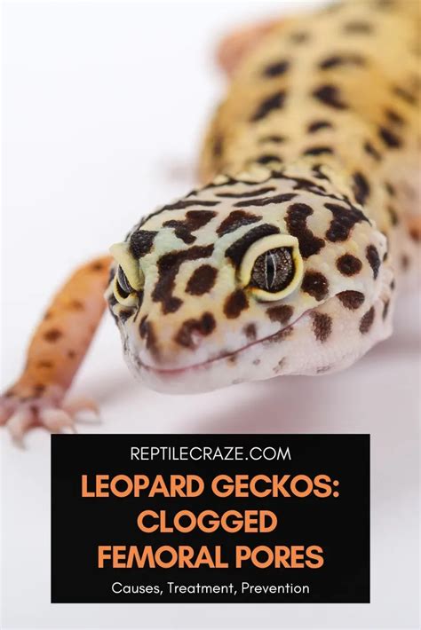 Leopard Gecko Clogged Femoral Pores Causes And Treatment Reptile Craze