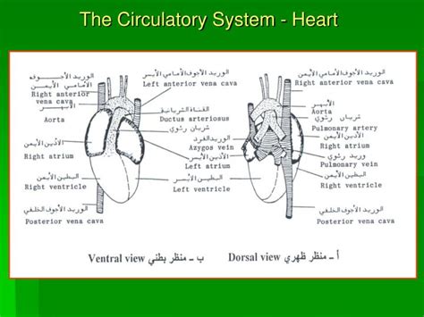 Ppt Mouse Dissection Powerpoint Presentation Id 6032514