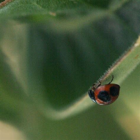 Anson Aswat Multi Award Winning Smart Creative