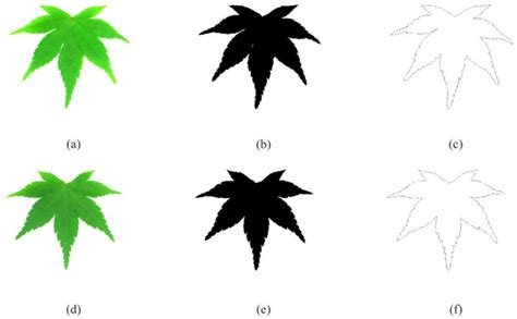 Two Leaf Samples Their Binary Versions And Contours A And D Are
