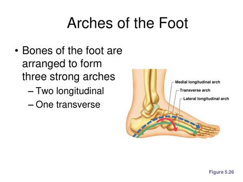 The Skeletal System Ppt Download