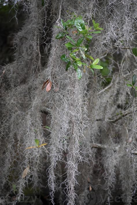 Plant With Spanish Moss Also Known As An Aerophyte Hanging 9595716