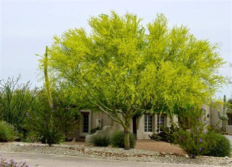 Learn About The Deserts Iconic Tree The Palo Verde