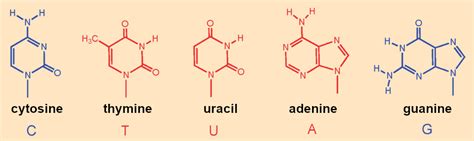 Deciphering The Genetic Code The Most Beautiful False Theory In Biochemistry Infobox 1