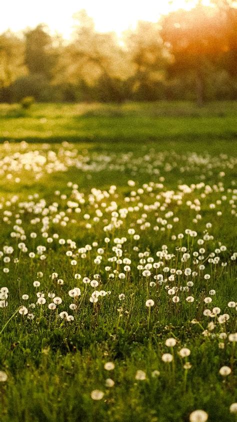 Рита Я фотограф і модель Вже декілька років хотіла зробити зйомку у жовтих кульбабках і